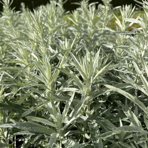 Bynke Silver Queen Artemisia Ludoviciana Silver Queen
