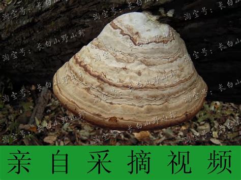 马蹄状灵芝 菌类 效 大山谷图库
