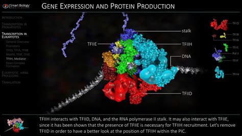 Transcription Initiation Complex Eukaryote