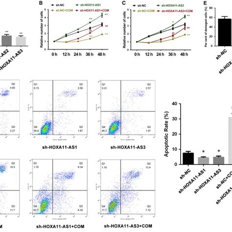 Functional Effects Of Hoxa11‐as Knockdown In Hk‐2 Cells A Hoxa11‐as