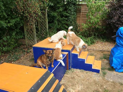 Our Diy Dog Playground 🐾 Dog Playground Pet Store Design Diy Dog Stuff