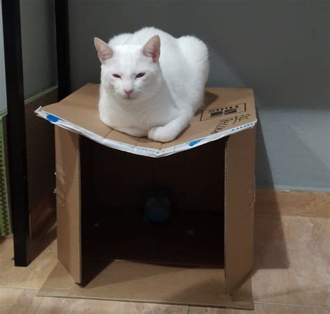 Kahulugan Ng Panaginip Tungkol Sa Pusa