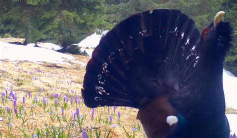 Imagini Superbe Cu Ritualul De împerechere Al Cocoşului De Munte Video