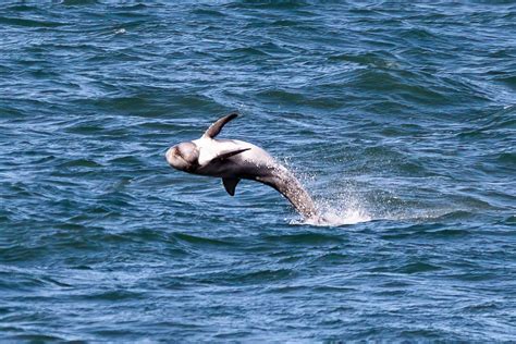 Gallery Majestic Dwarf Orcas Spotted Leaping Out Of The Sea Off The