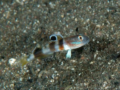 ササハゼ Izuzuki海の生き物大図鑑 笑