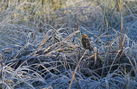 Ammospiza leconteii Fakty dieta siedlisko i zdjęcia na Animalia bio