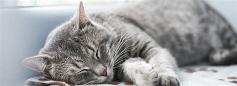 What To Do If Your Senior Cat Has Uti Blog Whiskas Australia