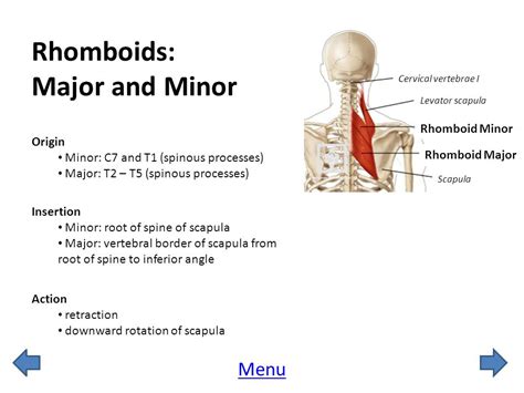 Rhomboid Major Origin And Insertion