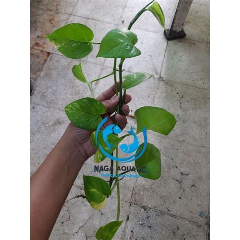 Jual Tanaman Sirih Gading Untuk Filter Kolam Dan Aquarium Shopee