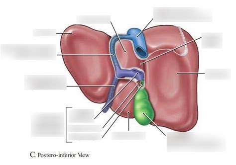 Liver Diagram Quizlet