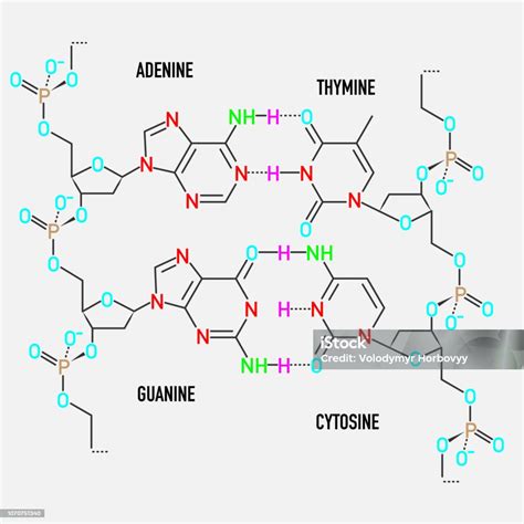 Dna の分子構造 Dnaのベクターアート素材や画像を多数ご用意 Dna アデニン イラストレーション Istock