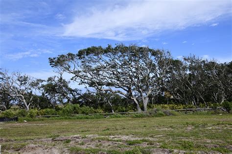 树 吊床树 自然 Pixabay上的免费照片 Pixabay