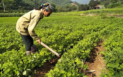 Hướng Dẫn Chi Tiết Cách Trồng đậu Phộng Cho Nhiều Hạt