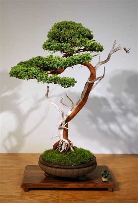 Sargent Juniper Juniperus Chinesis Var Sargentii A Photo On Flickriver