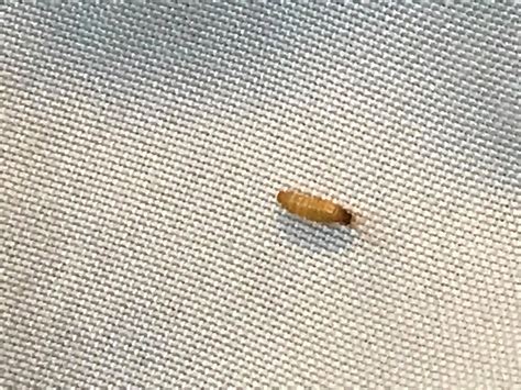 What Is This Bug Found On My Pillow Se Minnesota Rwhatsthisbug
