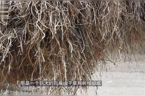 全球最大的鸟巢，已存在100多年，重达1吨，能容纳500只鸟鸟巢全球最大