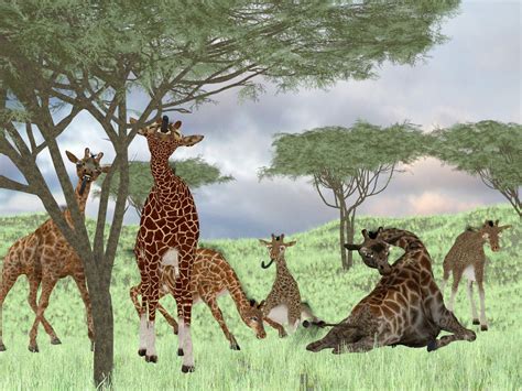 Poser 14 Renderosity