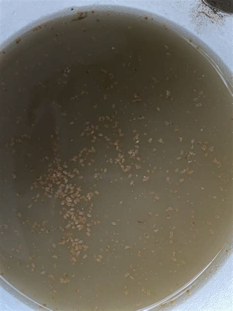 Pond Larvae Middle Tennessee Rwhatsthisbug