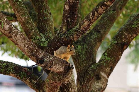 스마트 팜과 미래 농업 스마트 농업 기술은 다양한 기후 조건에 맞춘 재배 시스템을 제공하여 생산성 향상에 기여