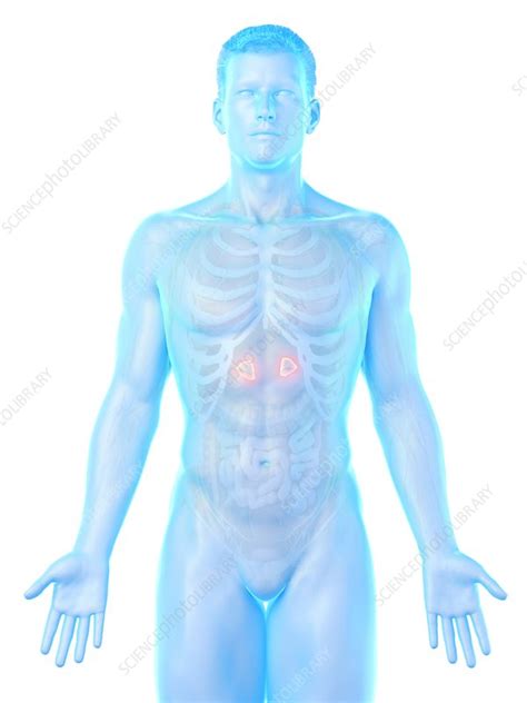 Adrenal Glands Illustration Stock Image F0266287 Science Photo