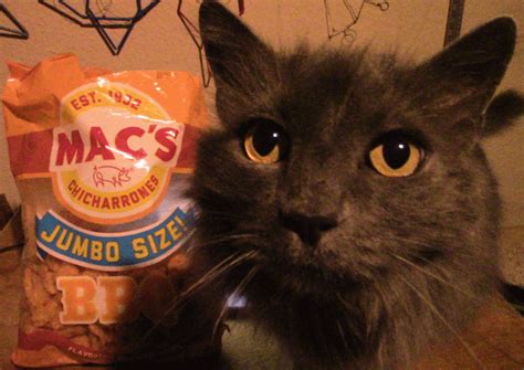 She Wanted To Know What The Camera Thing Was Doing Pointed In Her Direction R Cats