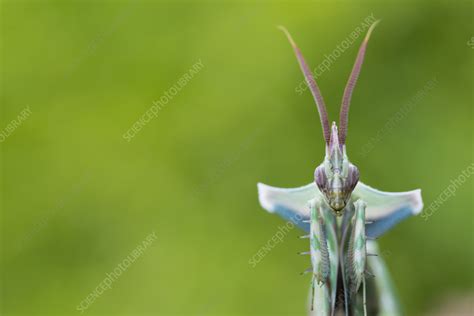 Male Devils Flower Mantis Stock Image C058 8469 Science Photo Library