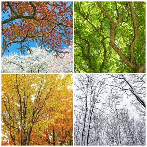 사계절 나무 스톡 사진 로열티 프리 사계절 나무 이미지 Depositphotos