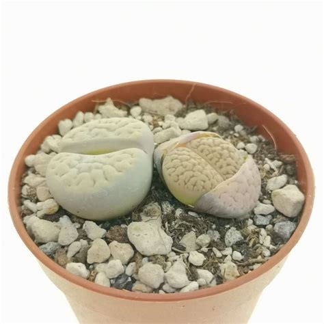Lithops Hookeri Var Susannae C 91 5 5 Cm Aizoaceae Giromagi
