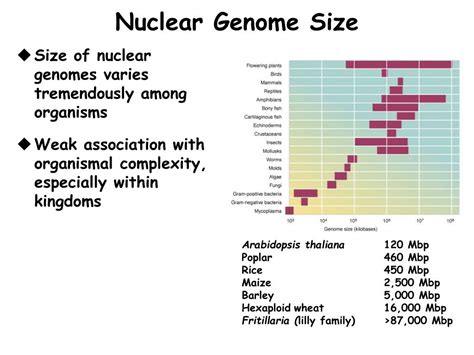 Ppt Lecture 19 Mutation Powerpoint Presentation Free Download Id 4128916