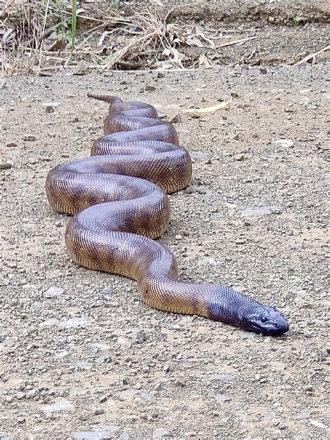 Black Headed Python Aspidites Melanocephalus In Central Queensland Album On Imgur