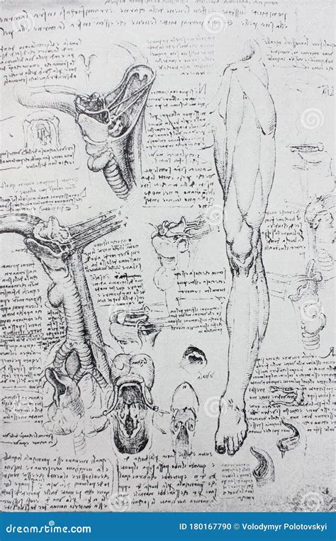 Anatomical Notes Leg Internal Organs Manuscripts Of Leonardo Da