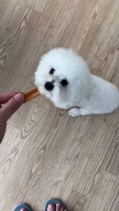 비숑프리제 애기 애교 간식 Youtube