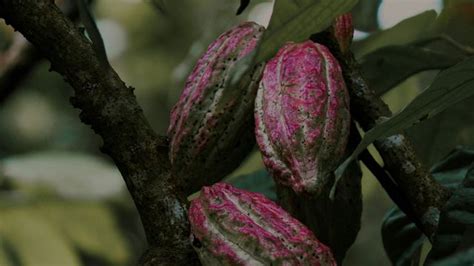 Nearby Trees Leaves Impact Cocoa Plant Harvests Technology Networks
