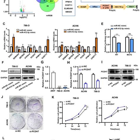 Mir 412 3p Promotes Ccrcc Cell Proliferation Migration And Invasion In