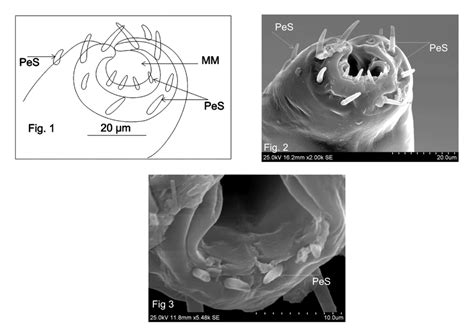 2 3 Distribution And Forms Of Sensillae On The Apical Shield