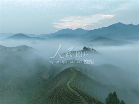 江西遂川：绿染茶山 人民图片网