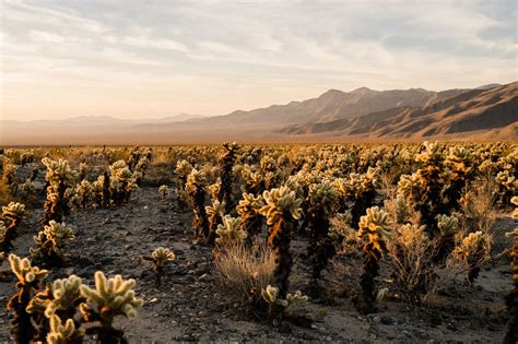 Sunrise In Joshua Tree National Park 5411 X 3607 Oc Rearthporn