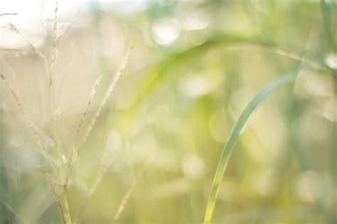 Premium Photo Colorful Flowers Grass Made With Gradient For Background