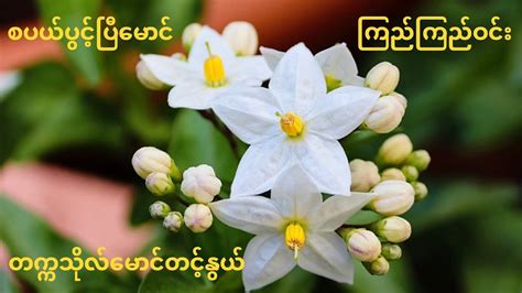 စပယ်ပွင့်ပြီမောင် ကြည်ကြည်ဝင်း တေးရေး တက္ကသိုလ်မောင်တင့်နွယ် Youtube