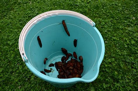 그들의 침략이 잎을 손상 야채 정원에서 갈색 녹슨 스페인 달팽이를 수집합니다 장갑 양동이 침략 종의 컬렉션 땋은 머리에 대한 스톡 사진 및 기타 이미지 Istock