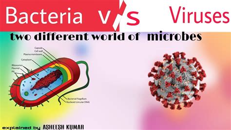 Bacteria Vs Virus Full Explanation YouTube