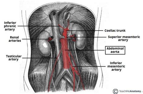 Vasculature Of The Abdomen Teachmeanatomy