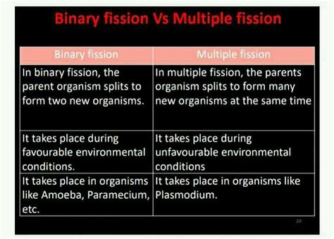 Difference Between Binary Fission And Multiple Fission EduRev Class