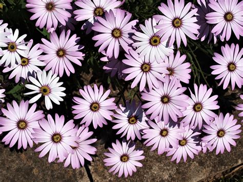 Flowers Daises Floral Free Photo On Pixabay Pixabay