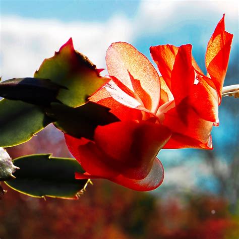 Flower Nature Leaf Free Photo On Pixabay