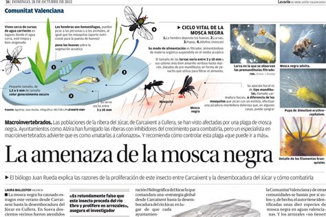 ¡cuidado Con La Mosca La Mosca Negra Invade La Ribera Del Júcar