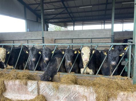 Abp Demo Farm Cattle Calf Sheep And Grass Performance Agriland Ie