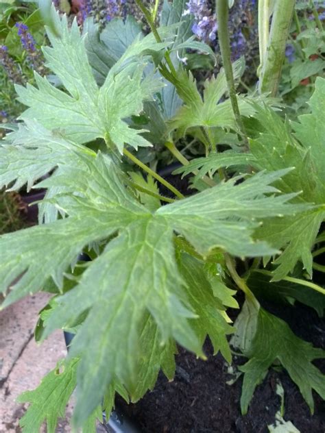 Delphinium Flamenco Deelightful