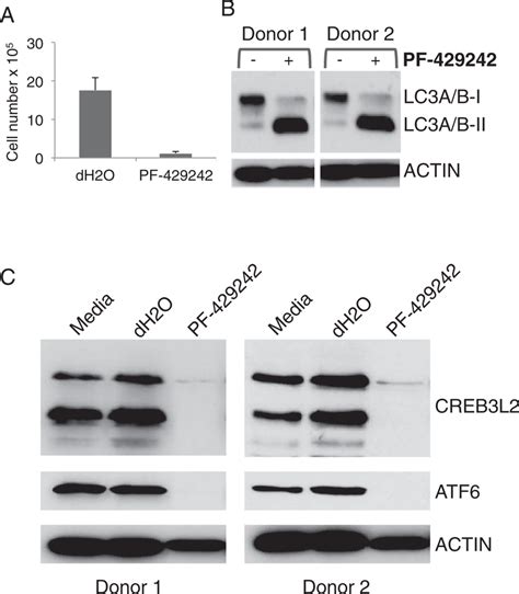 S1p Inhibition Induces Autophagy And Affects Multiple Upr Related Tfs