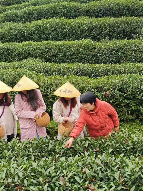 Hangzhou Longjing Tea Culture Half Day Tour Tea Picking Tea Roasting